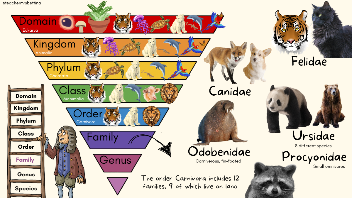 Taxonomy for Kids: Fun Animal Classification Activity and Free Printable