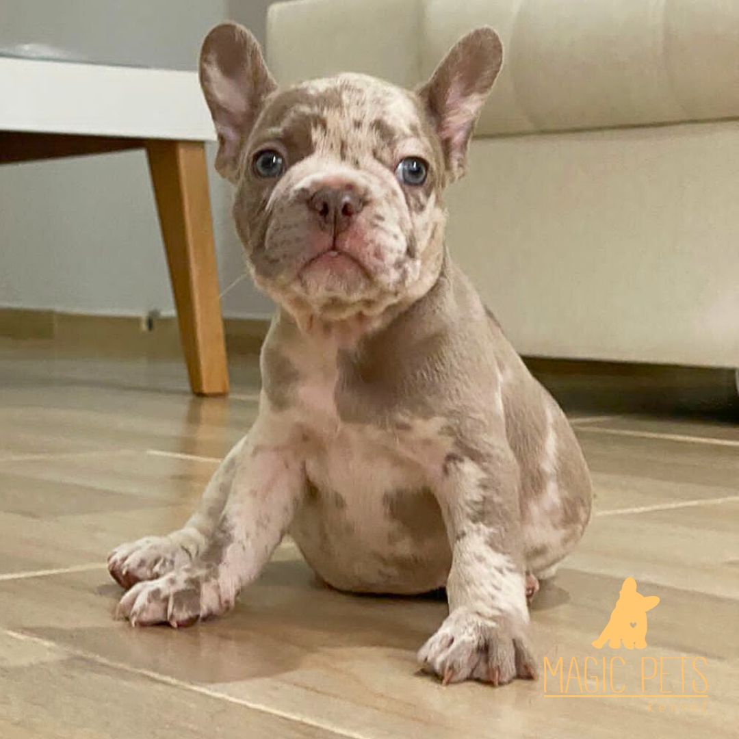 Bulldog Frances ISABELLA - ISABELA - MERLE - EXOTICOS COLOMBIA